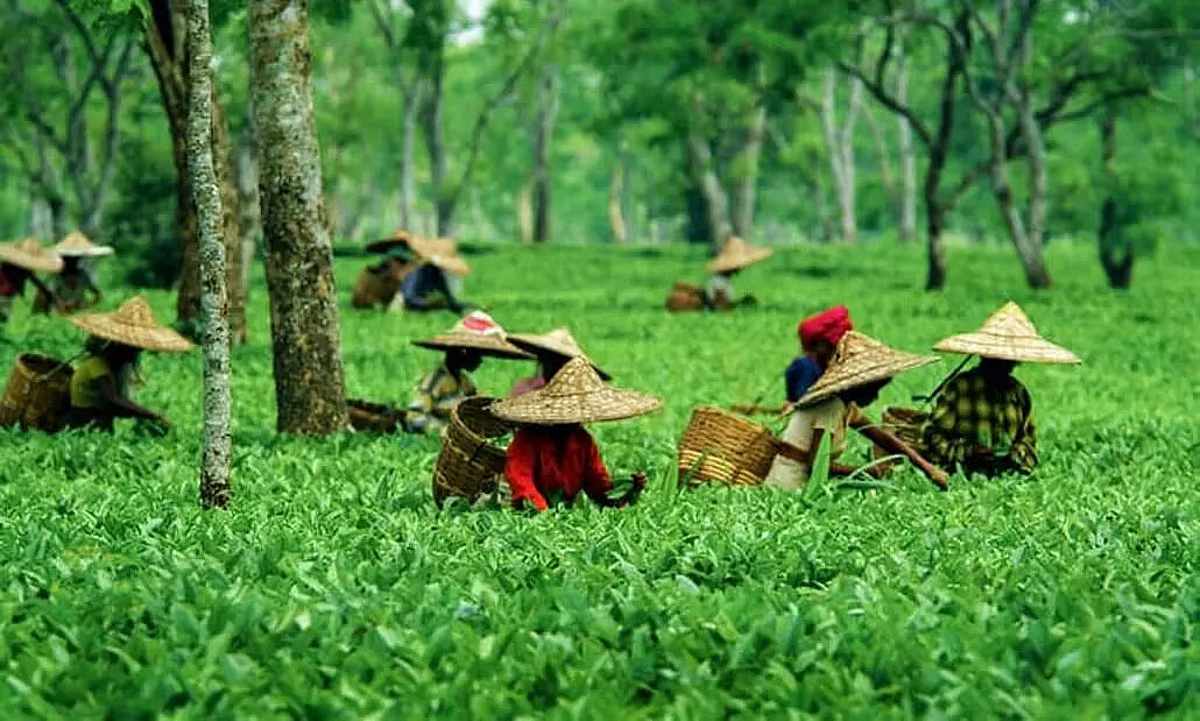 What Is the Indian Legend Regarding the Discovery of Tea? A Fascinating ...